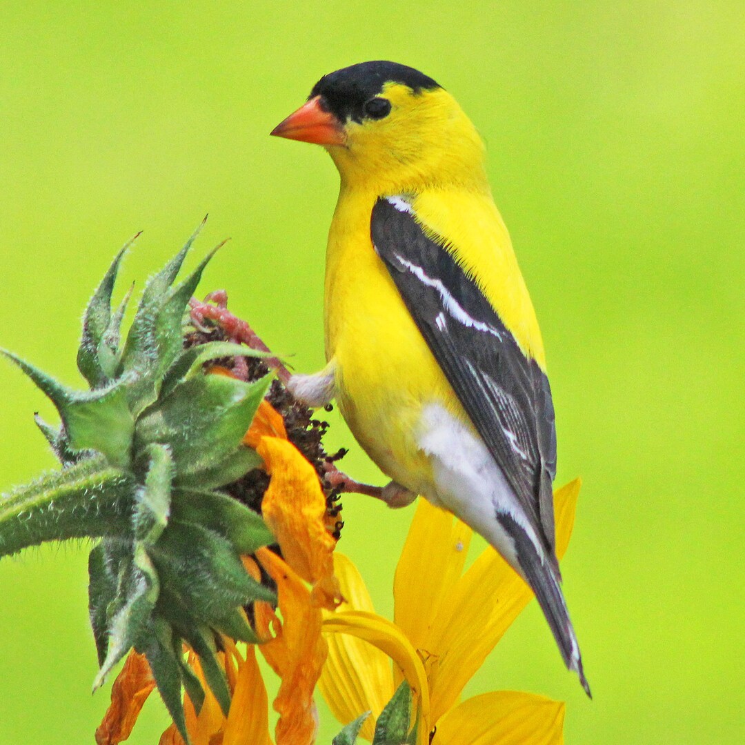 American Goldfinch | Ceramic Tile - Etsy