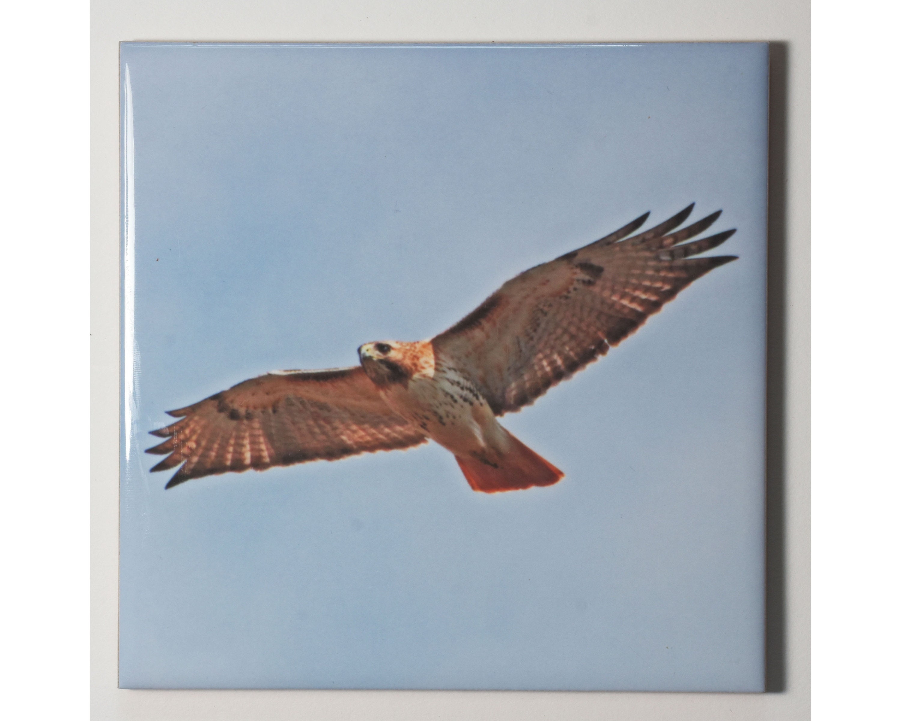 Red Tail Hawk | Ceramic Tile - Etsy