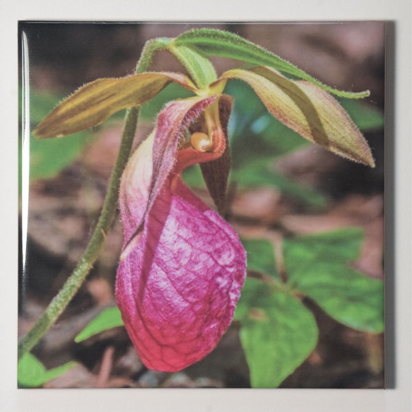Pink Lady's Slipper - Etsy