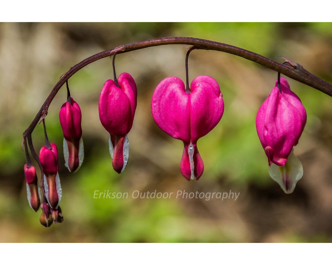Bleeding Heart | Cards, Flexible Magnet and Matted Prints - Etsy