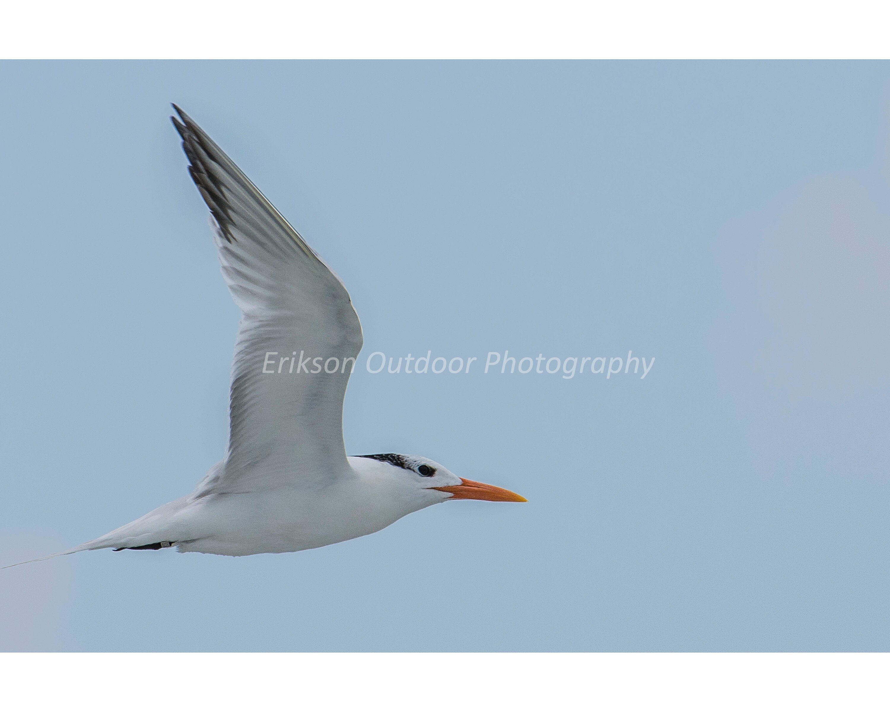 Royal Tern | North Carolina | Cards and Prints - Etsy