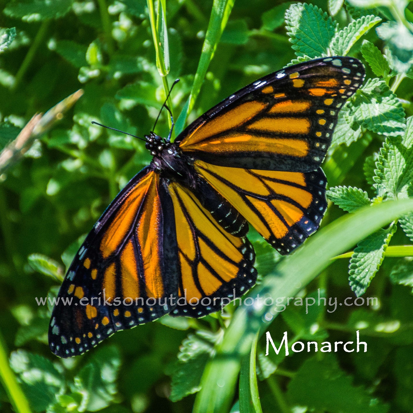 Monarch Butterfly | Ceramic Tile - Etsy