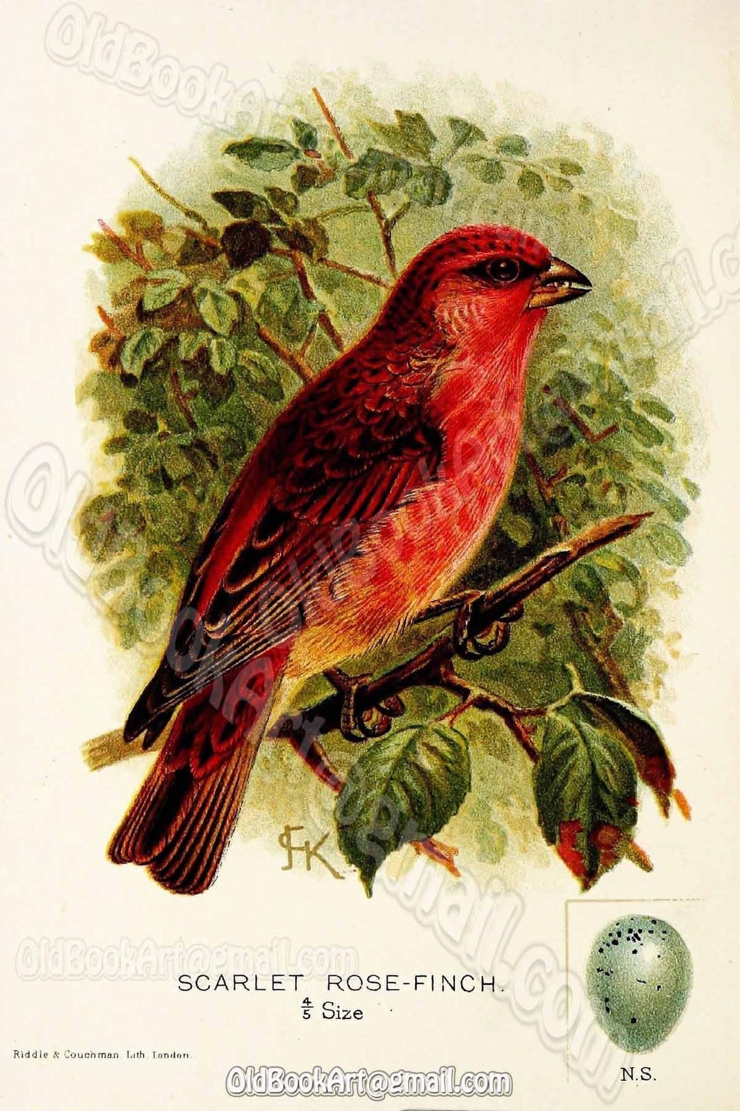 Scarlet Rose Finch, 1895 Chapter of Birds, Old Book Art, Fine Art ...