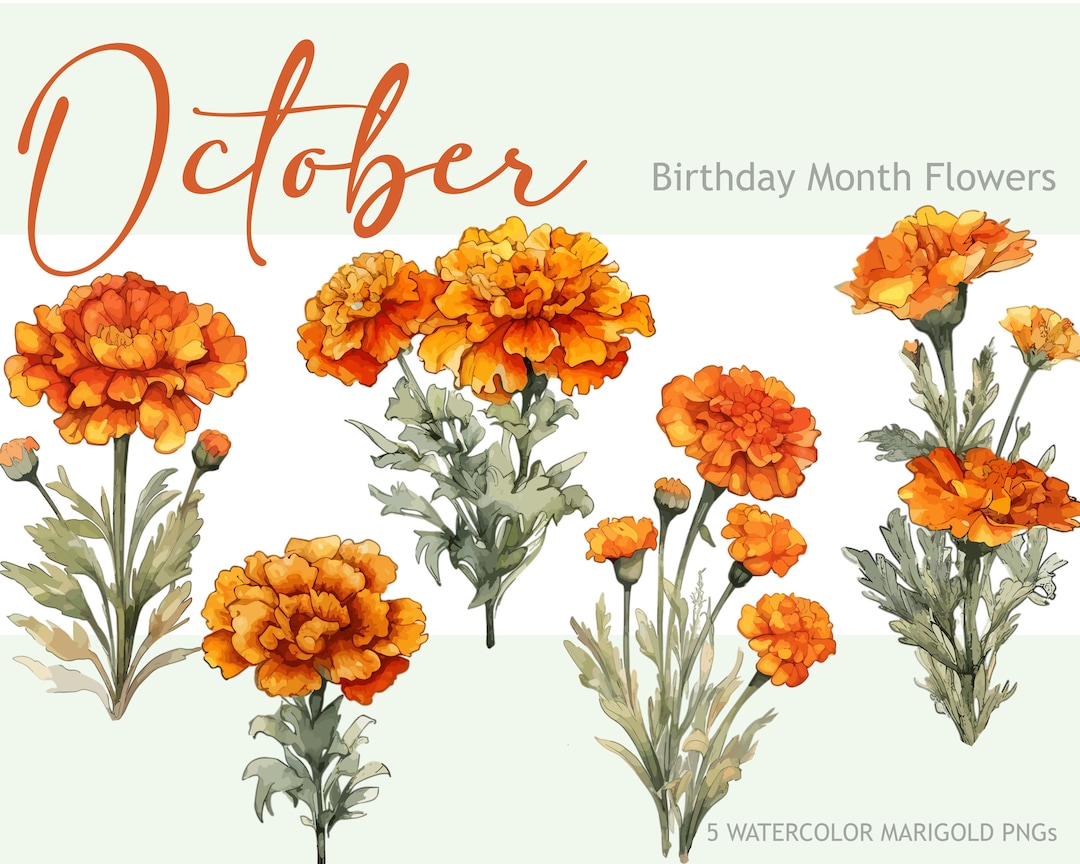 Paquete de flores del mes de cumpleaños de octubre, paquete PNG de ...