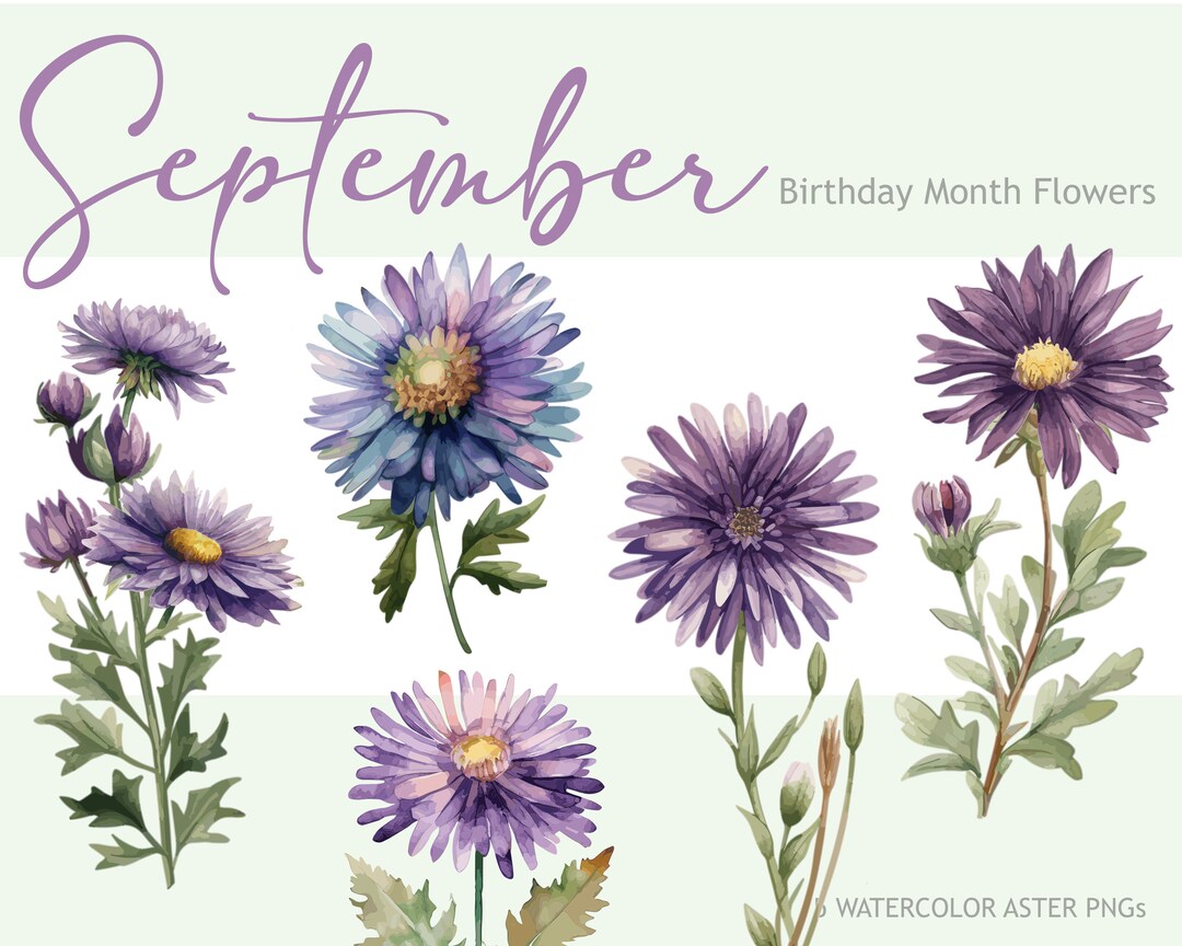 Watercolor Aster Flower PNG Bundle: September Birthday Floral (digital ...
