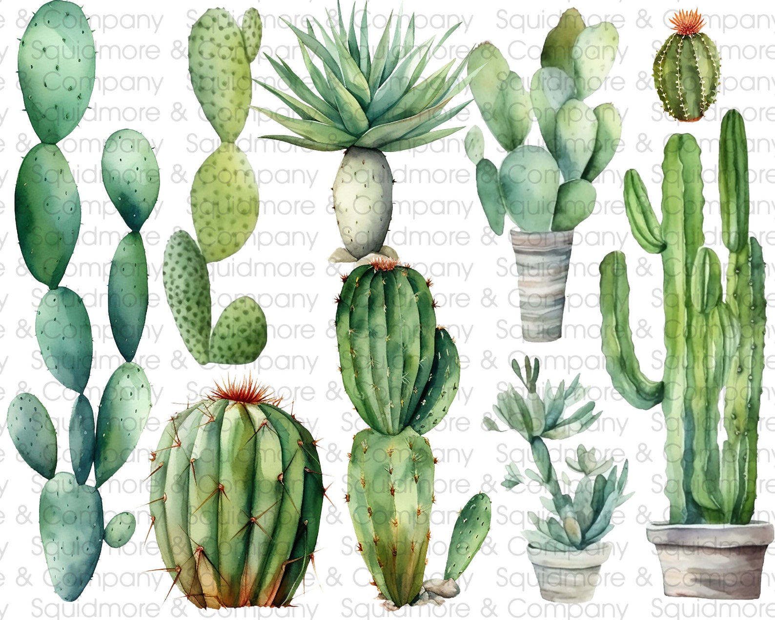 Succulent Cactus PNGS - Desert Watercolor Clipart Bundle - Transparent ...