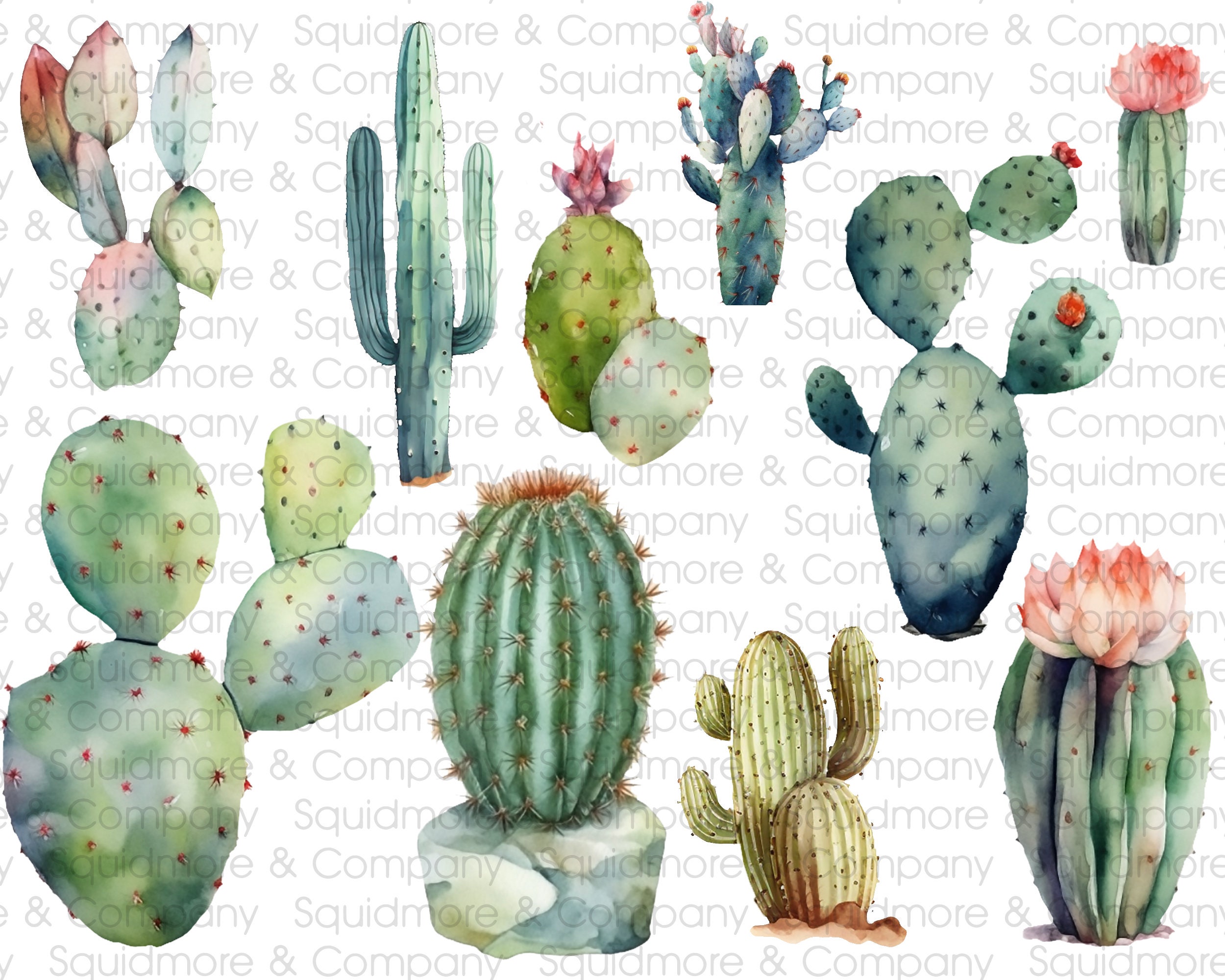 Succulent Cactus PNGS - Desert Watercolor Clipart Bundle - Transparent ...