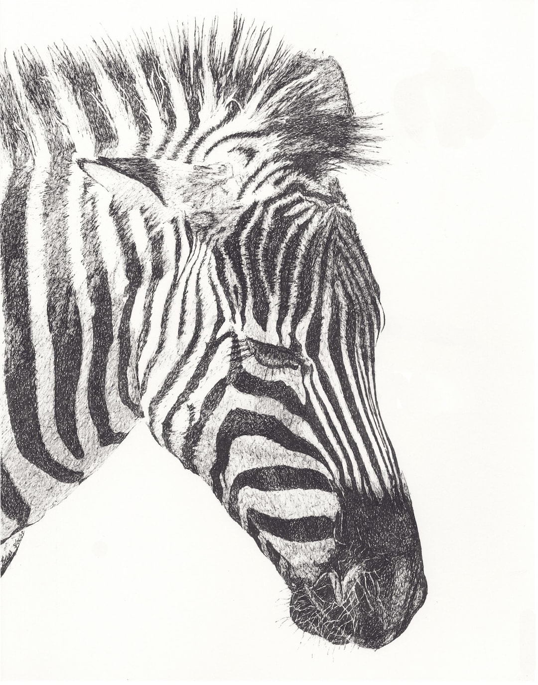 Zebra, 11 X 14, Black and White, Hand Drawn - Etsy