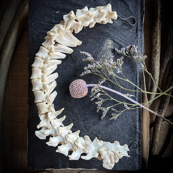 Spinal Column - Etsy