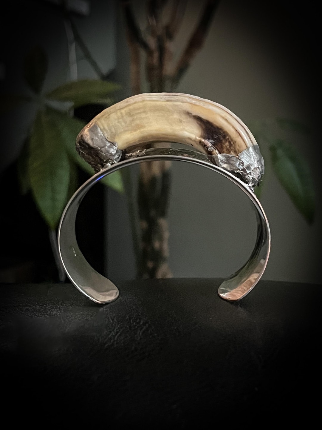 Reclaimed Wild Boar Tooth Fang Soldered to a Handcrafted 925 Silver ...