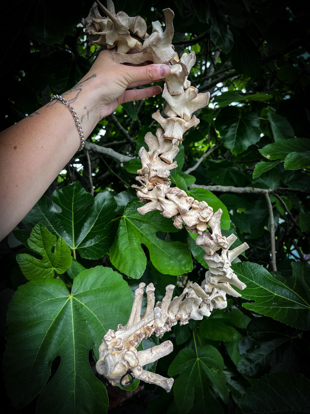 Complete Deer Spine Sculpture Art Decor Hanging Display - Etsy