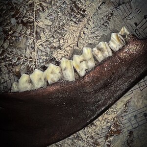 Made to Order Copper Chain Wild Deer Jaw Viking Amulet Talisman ...