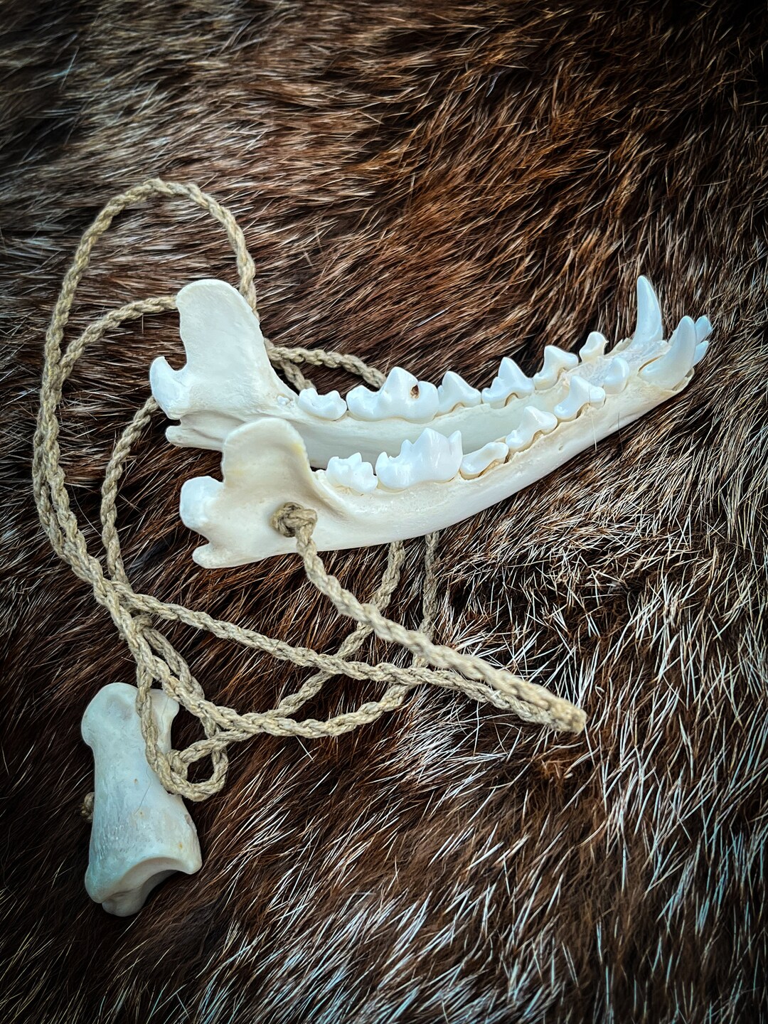 Deer Bone Red Fox Cub Jaw Bone and Cordage Talisman - Etsy