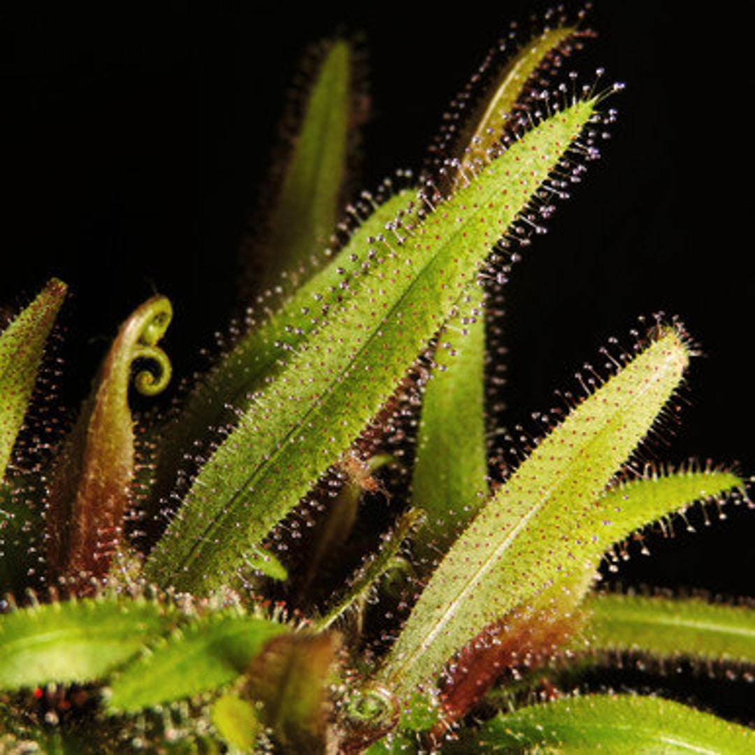 Sundew Fragrance Oil - Etsy