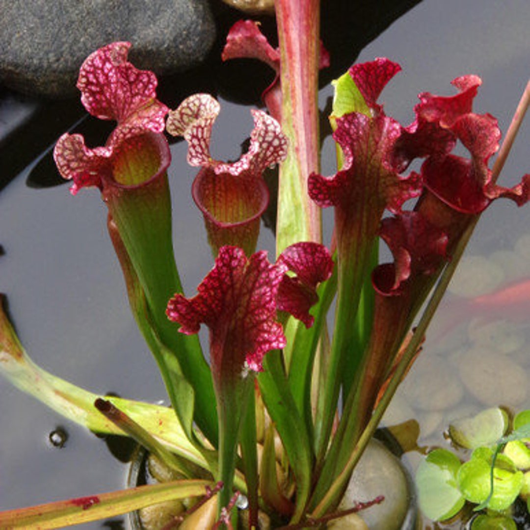 Pitcher Plant Fragrance Oil - Etsy