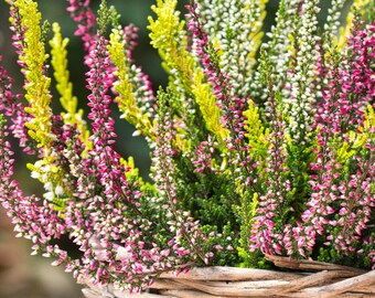 Scottish Heather Perfume - Etsy