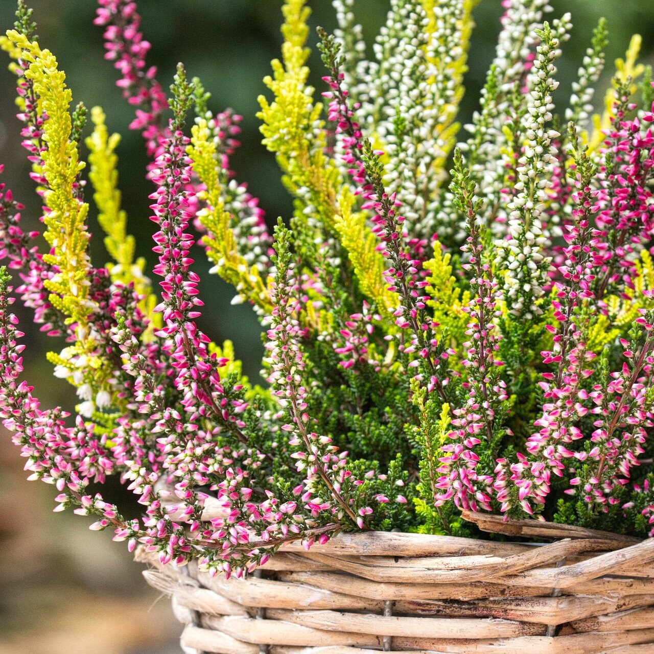 Heather Fragrance Oil - Etsy