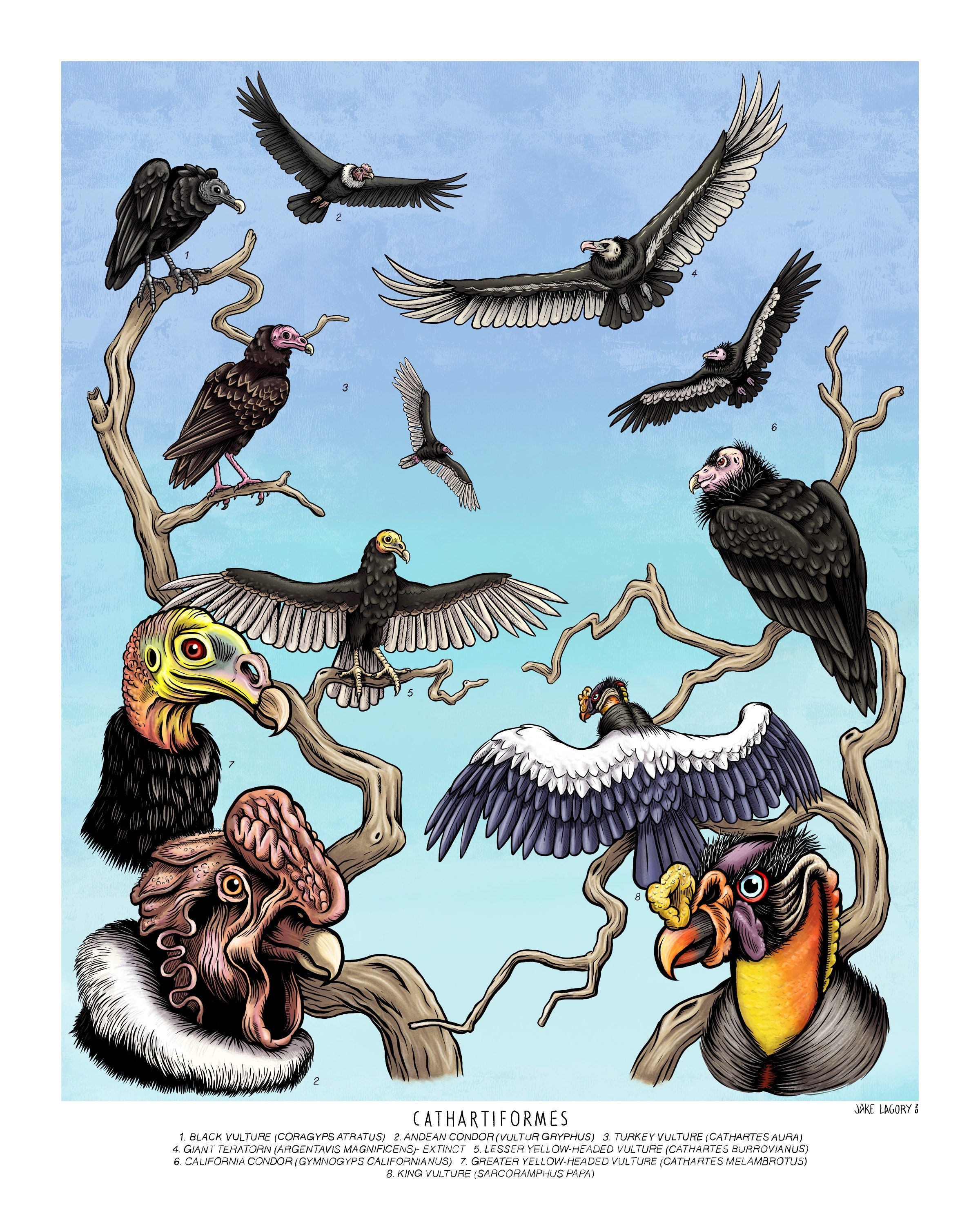 Cathartiformes: Naturalist Illustration Print by Jake Lagory - Etsy