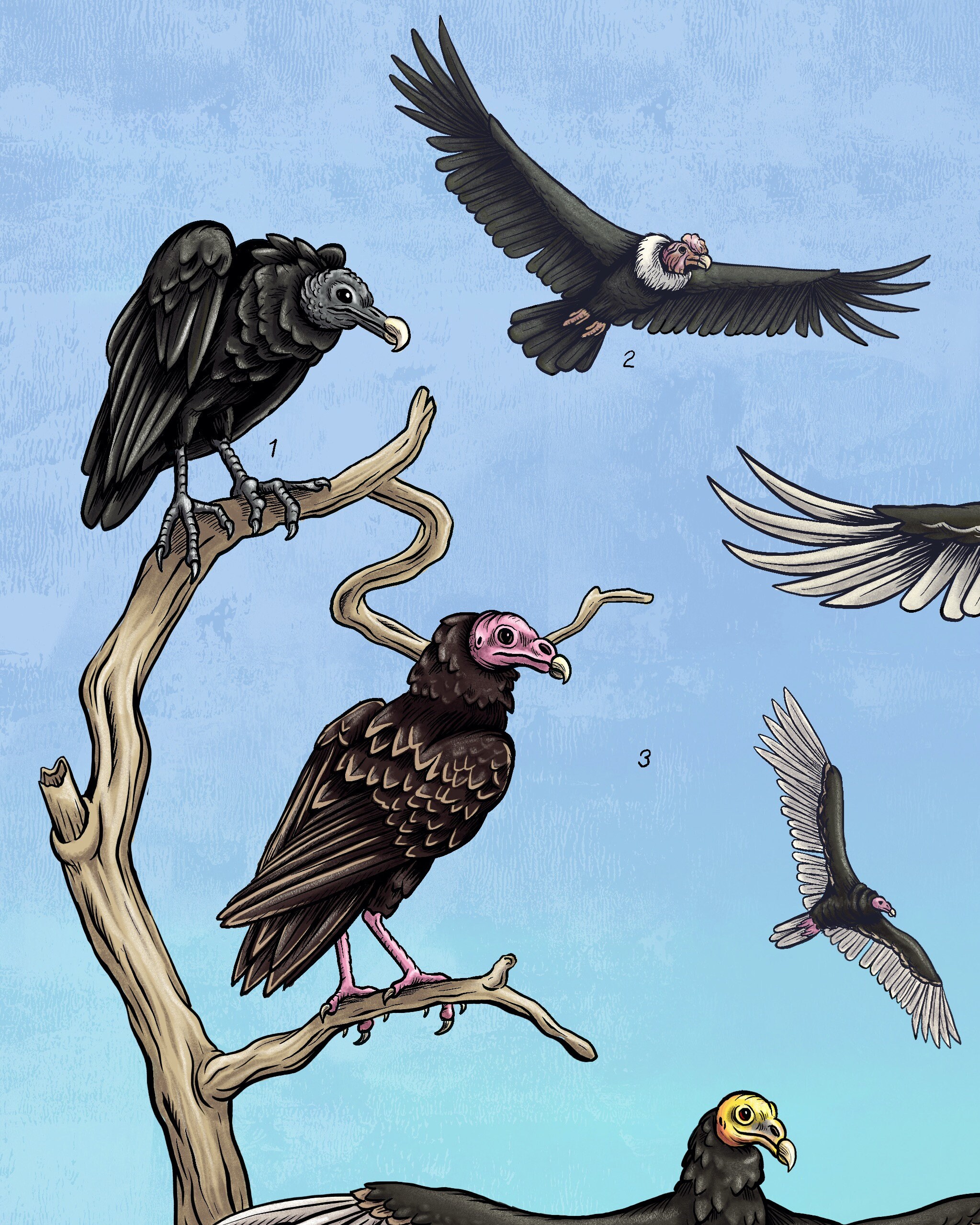 Cathartiformes: Naturalist Illustration Print by Jake Lagory - Etsy