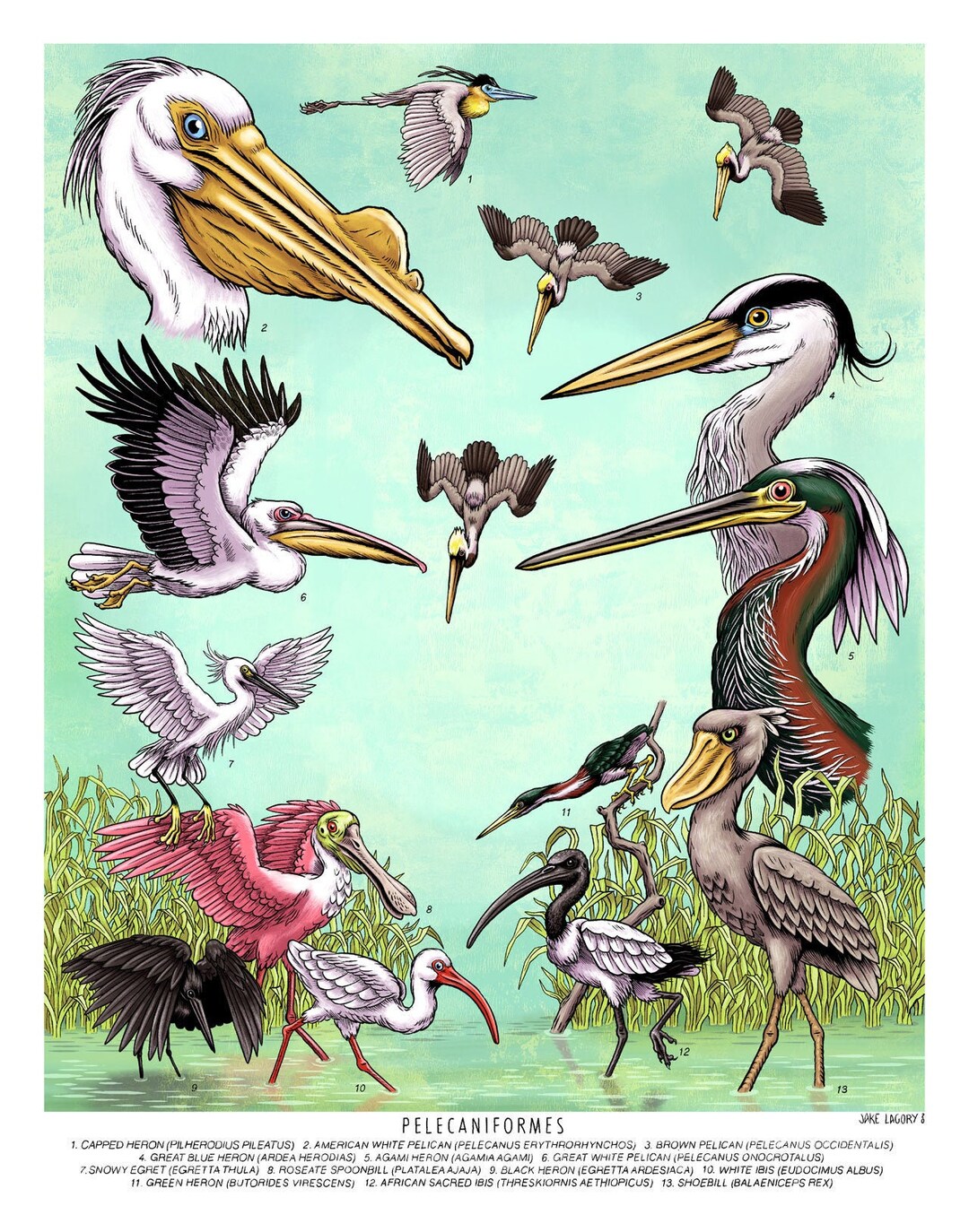 Pelecaniformes: Naturalist Illustration Print by Jake Lagory - Etsy