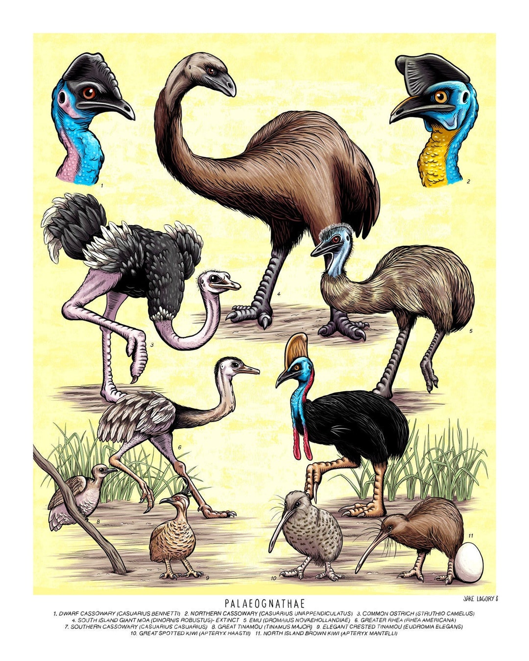 Palaeognathae: naturalist illustration print by Jake LaGory - Etsy.de