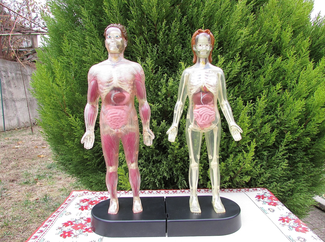 Vintage Human Anatomy Models, Anatomical Models of Male and Female ...