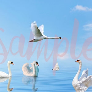 Swan Overlays - Etsy