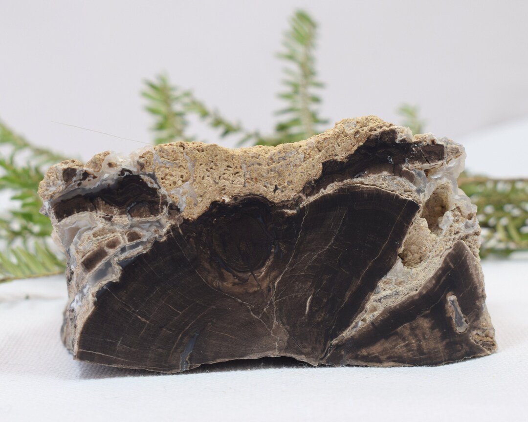 Petrified Wood Half Log From Blue Forest, Wyoming. Agatized Wood ...