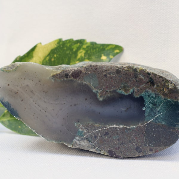 Wood Limb Cast Agate - Etsy