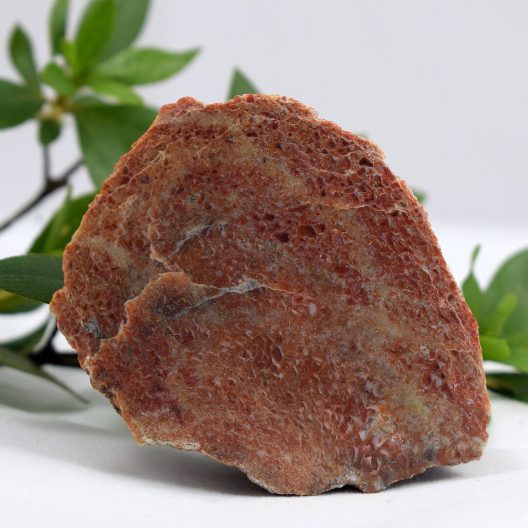 Red Fossil Dinosaur Bone From CO. Agatized Dinosaur Bone, Gembone, Gem ...