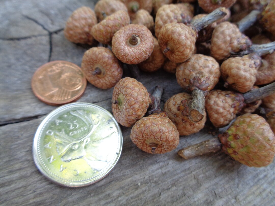 100 Pcs SMALL Undeveloped Acorns Dia 1/4"- 1/2" Red Oak Tree Acorns for ...