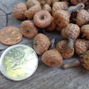 100 Pcs SMALL Undeveloped Acorns Dia 1/4"- 1/2" Red Oak Tree Acorns for ...