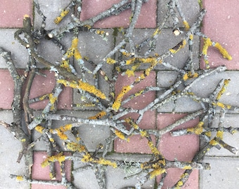 Breathtaking Micro Branches Tiny Branches for Dioramas - Etsy