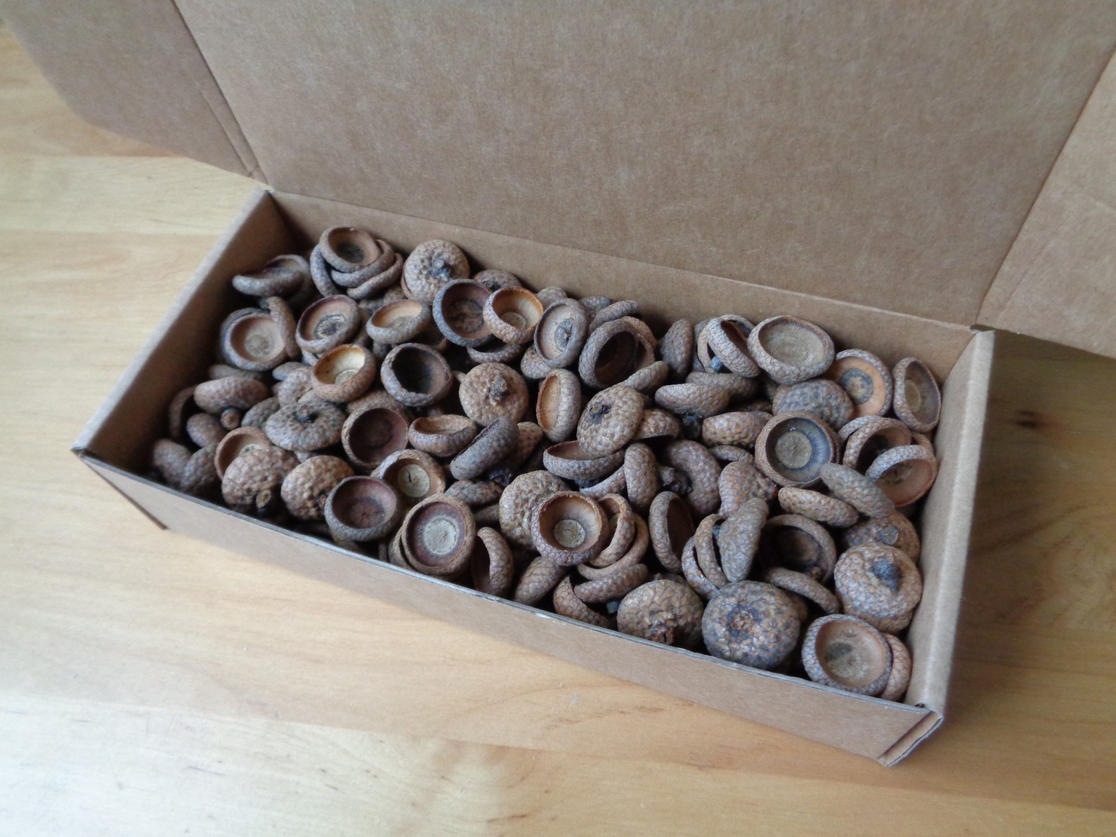 200 Pcs Dried Natural Acorn Caps; Northern Red Oak Acorn Caps for DIY ...