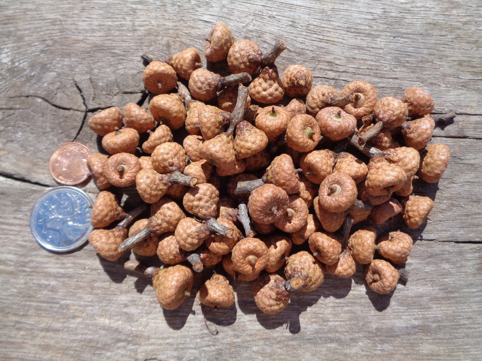 100 Pcs SMALL Undeveloped Acorns Dia 1/4"- 1/2" Red Oak Tree Acorns for ...