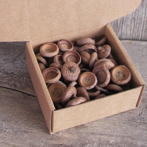 80 Pcs Natural Acorn Caps; Northern Red Oak Acorn Caps for DIY Projects ...