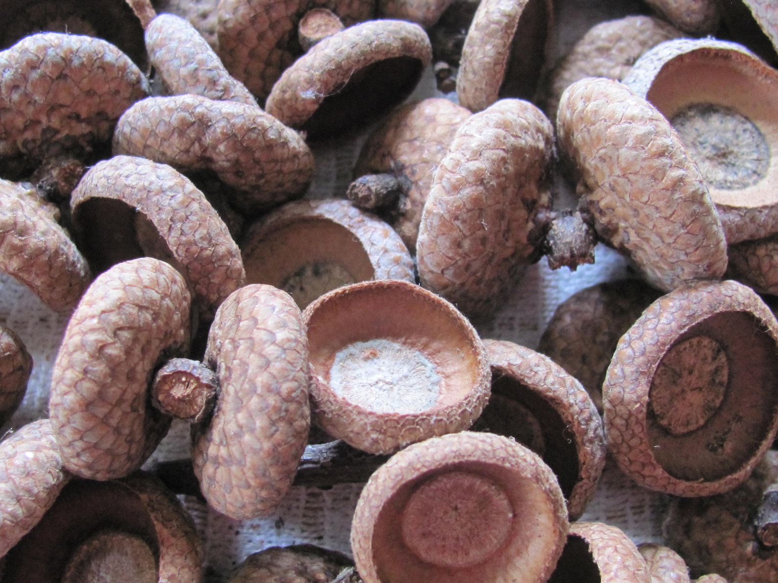 80 Pcs Natural Acorn Caps; Northern Red Oak Acorn Caps for DIY Projects ...