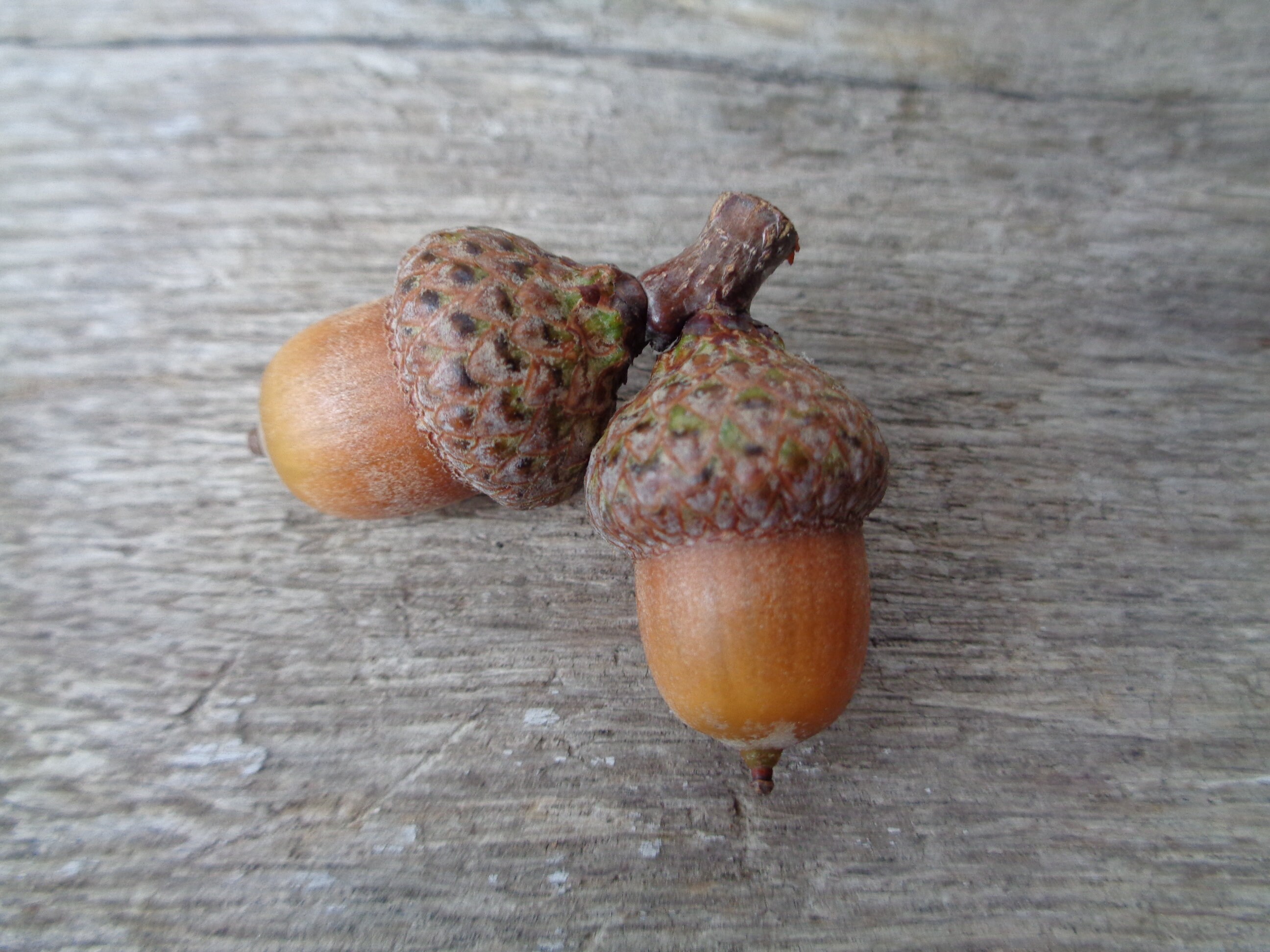 100 Pcs Natural Dried Oak Acorn Caps Mini & Small Dia ~1/2" - Etsy