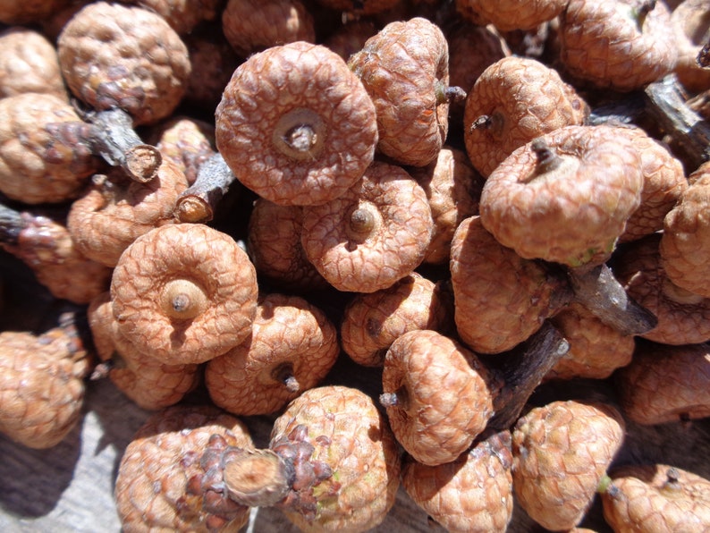 100 Pcs SMALL Undeveloped Acorns Dia 1/4"- 1/2" Red Oak Tree Acorns for ...