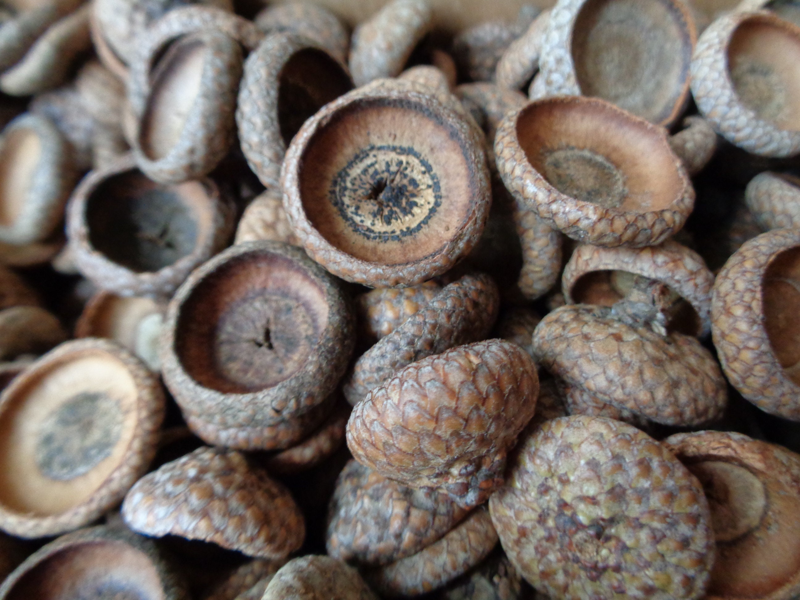200 Pcs Dried Natural Acorn Caps; Northern Red Oak Acorn Caps for DIY ...