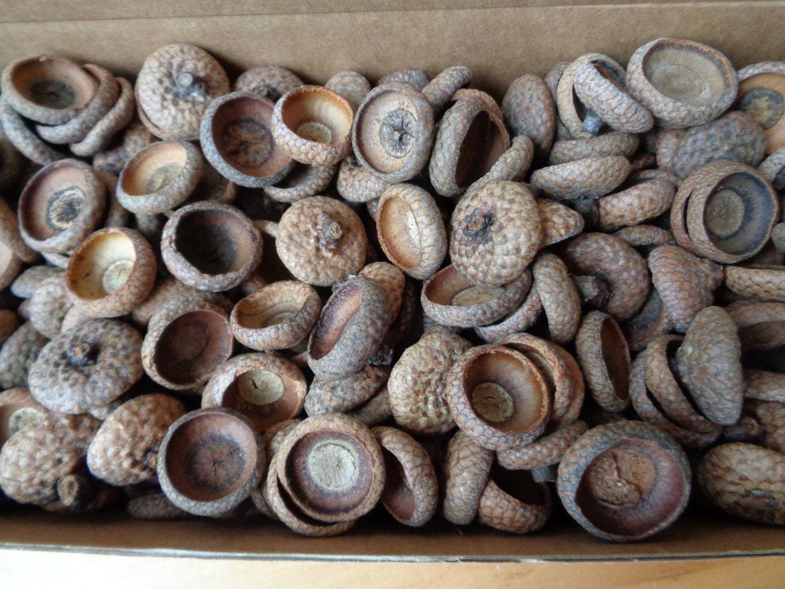 200 Pcs Dried Natural Acorn Caps; Northern Red Oak Acorn Caps for DIY ...