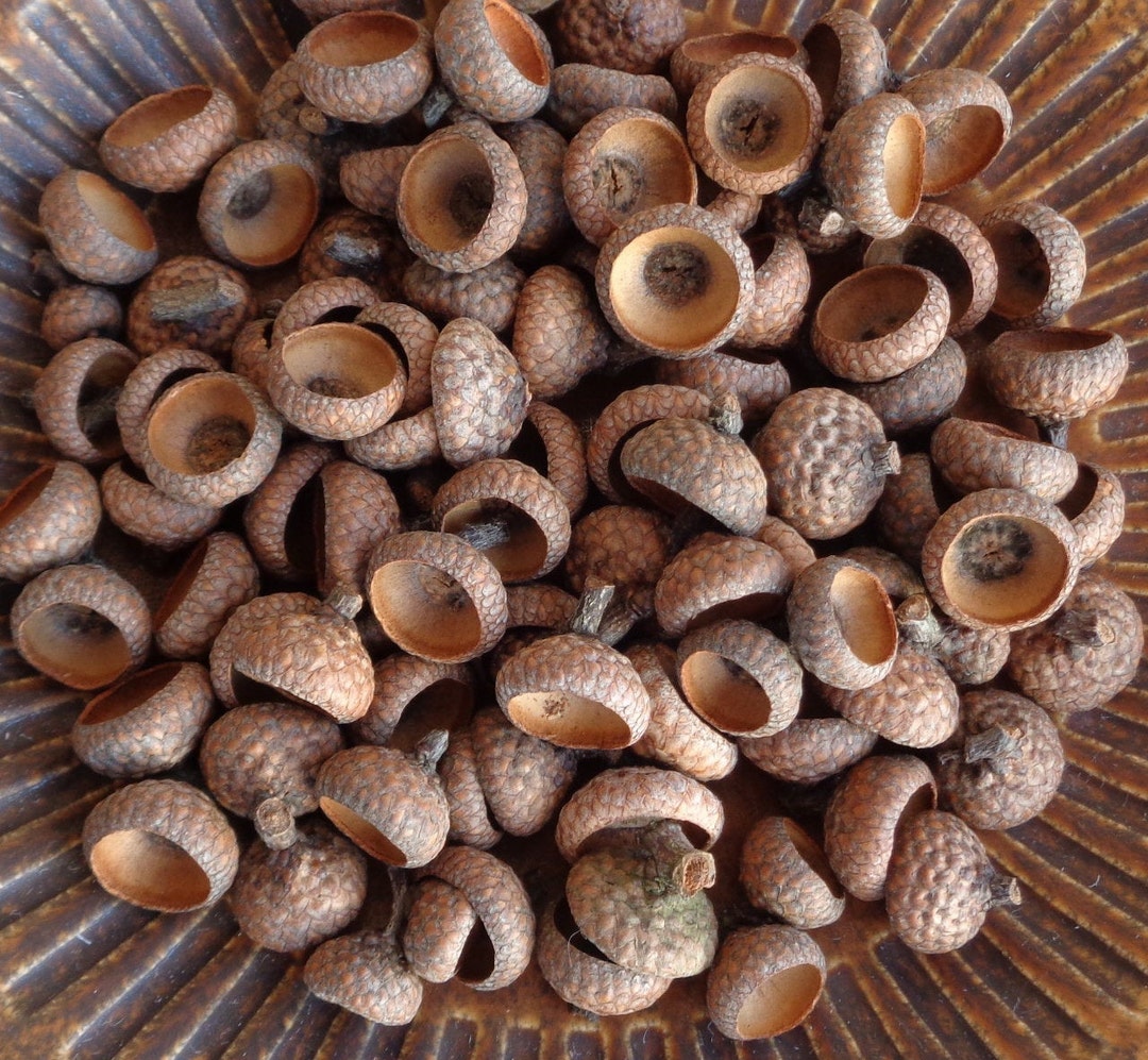 300 Pcs Natural Acorn Caps Dia Max ~3/4" (2cm) Deep Acorn Caps for DIY ...