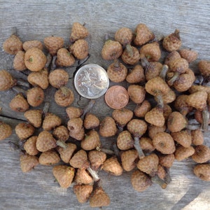 100 Pcs SMALL Undeveloped Acorns Dia 1/4"- 1/2" Red Oak Tree Acorns for ...
