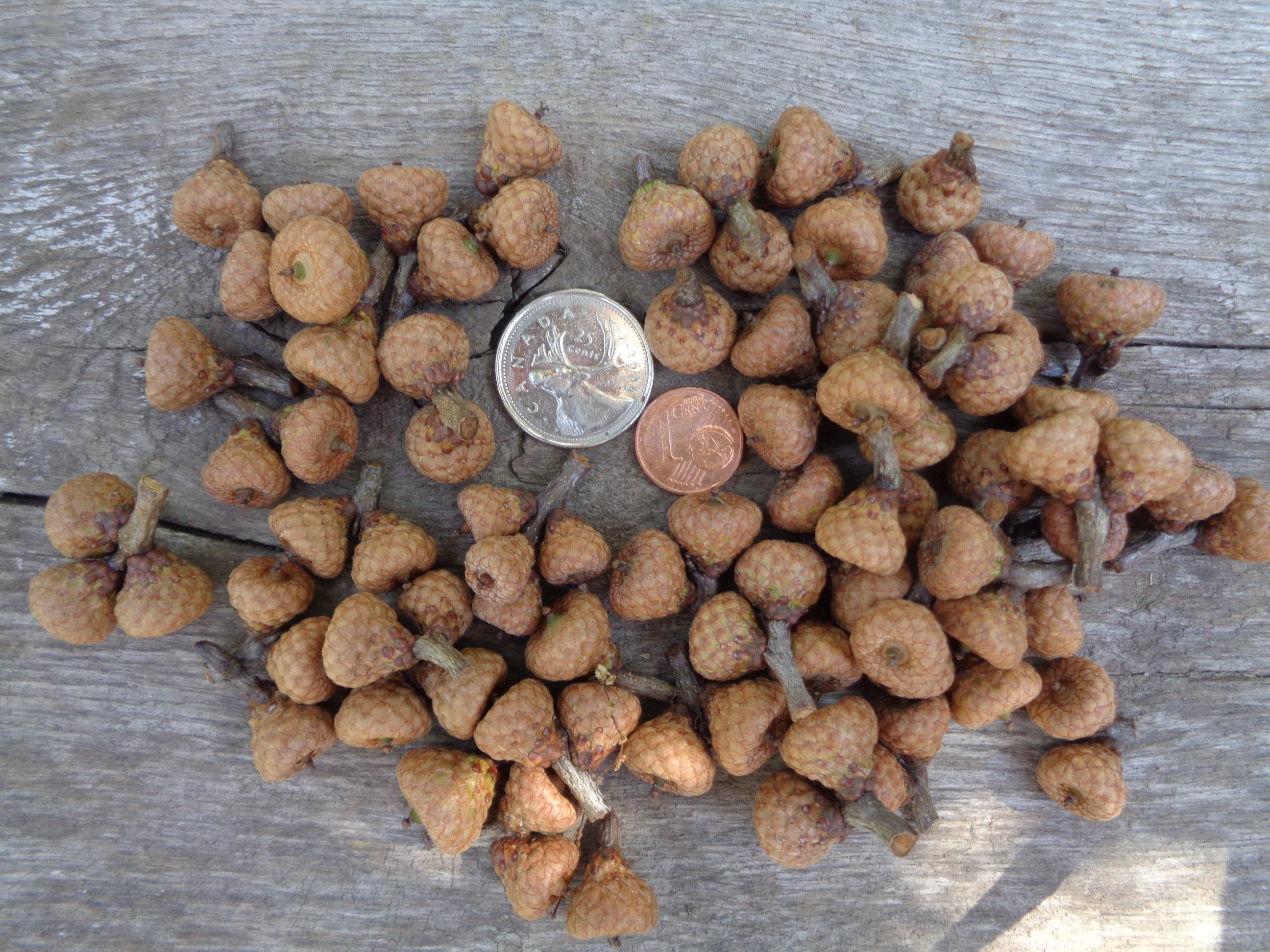 100 Pcs SMALL Undeveloped Acorns Dia 1/4"- 1/2" Red Oak Tree Acorns for ...