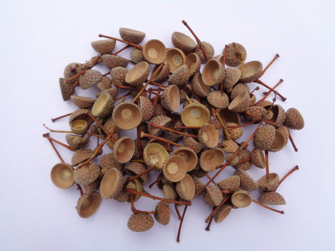 100 Pcs SMALL Dried Natural Pedunculate Oak Acorn Caps for DIY Projects ...