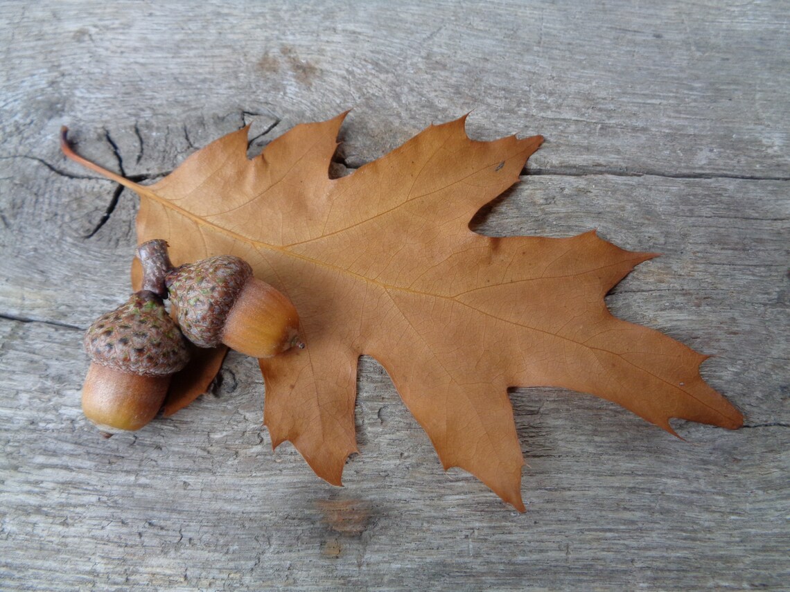 300 Pcs Natural Acorn Caps Dia Max ~3/4" (2cm) Deep Acorn Caps for DIY ...