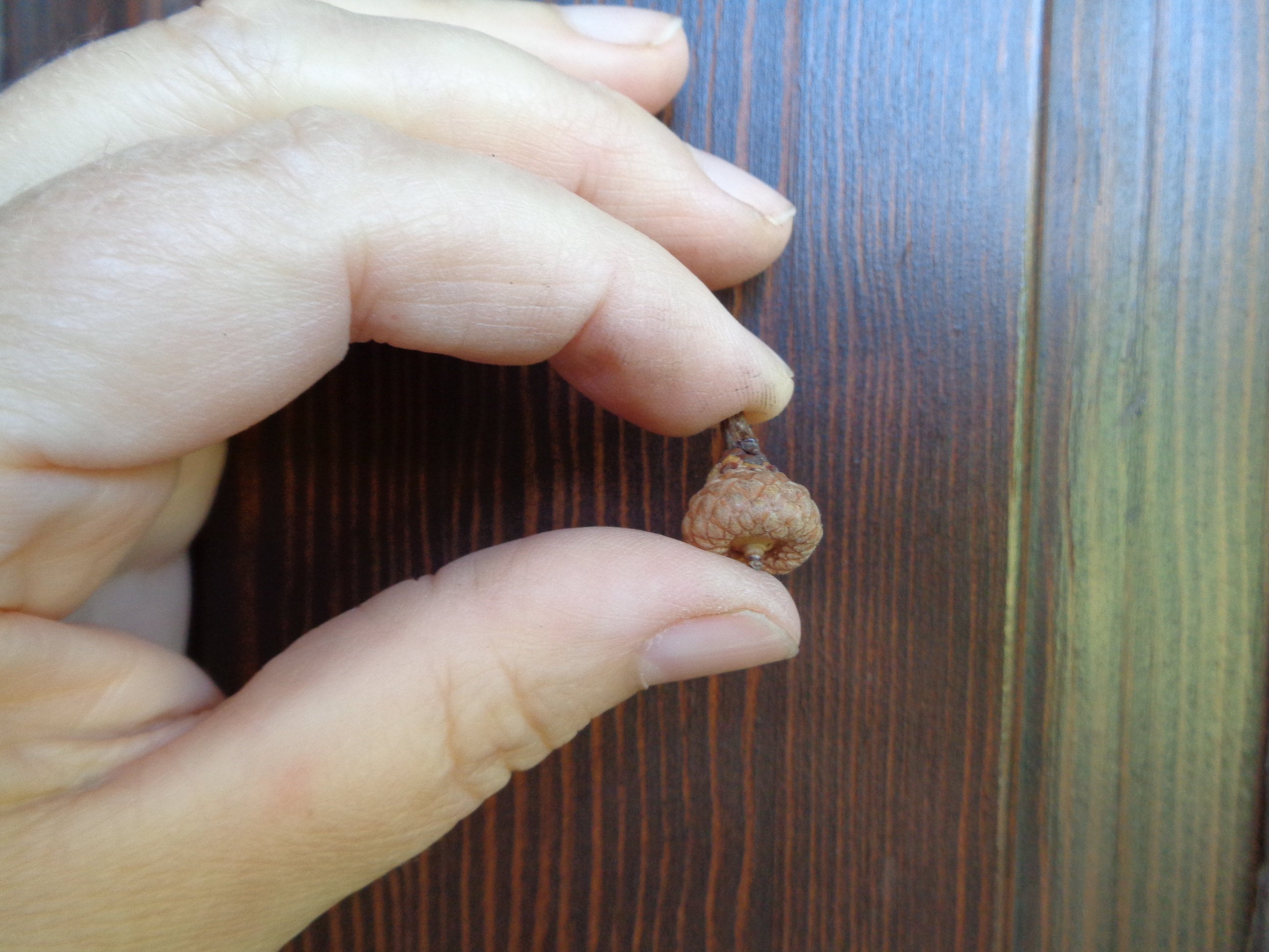 100 Pcs SMALL Undeveloped Acorns Dia 1/4"- 1/2" Red Oak Tree Acorns for ...