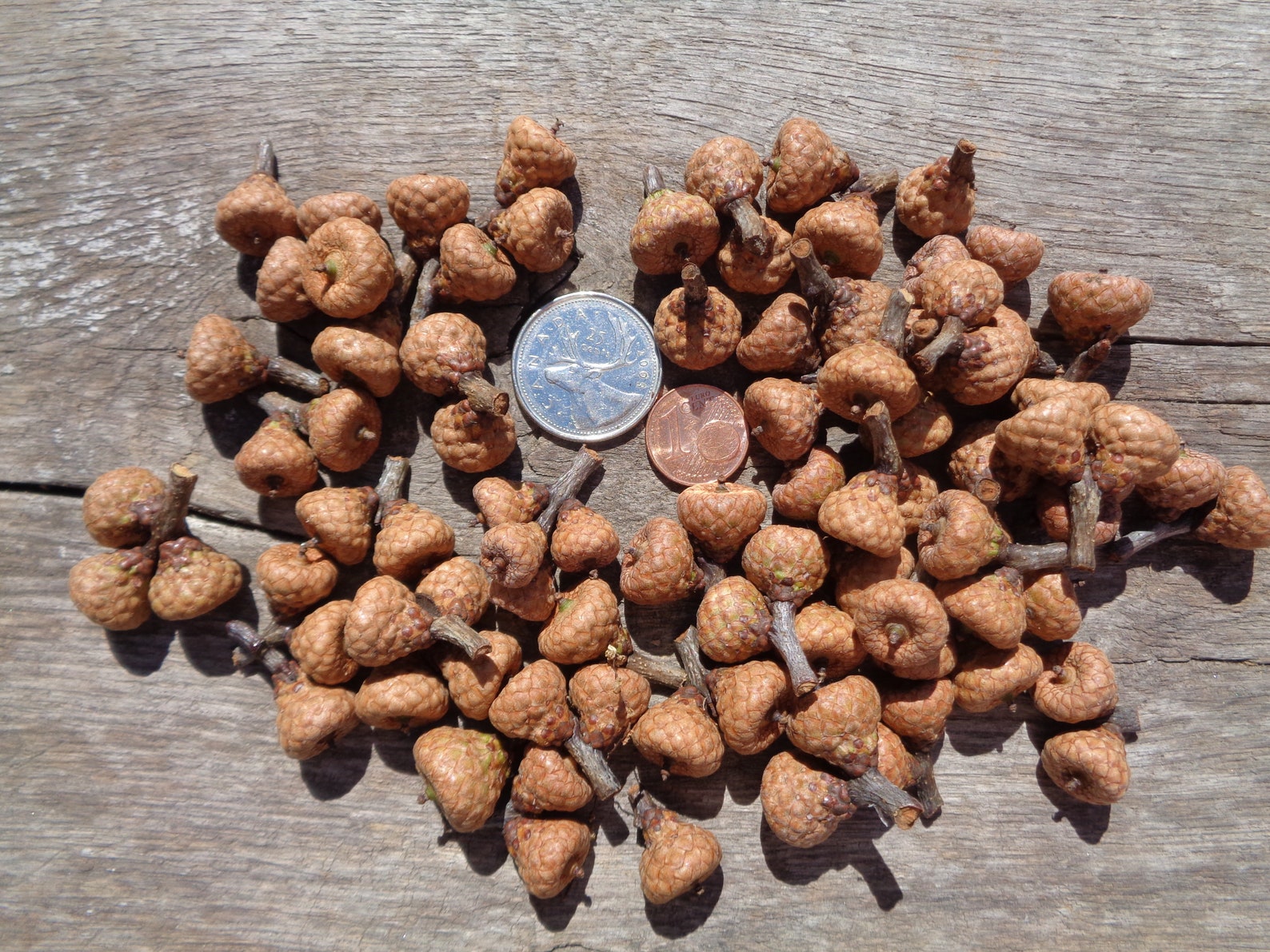 100 Pcs SMALL Undeveloped Acorns Dia 1/4"- 1/2" Red Oak Tree Acorns for ...