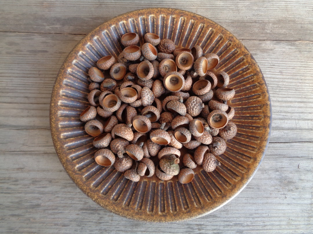 100 Pcs Natural Dried Oak Acorn Caps Mini & Small Dia ~1/2" - Etsy