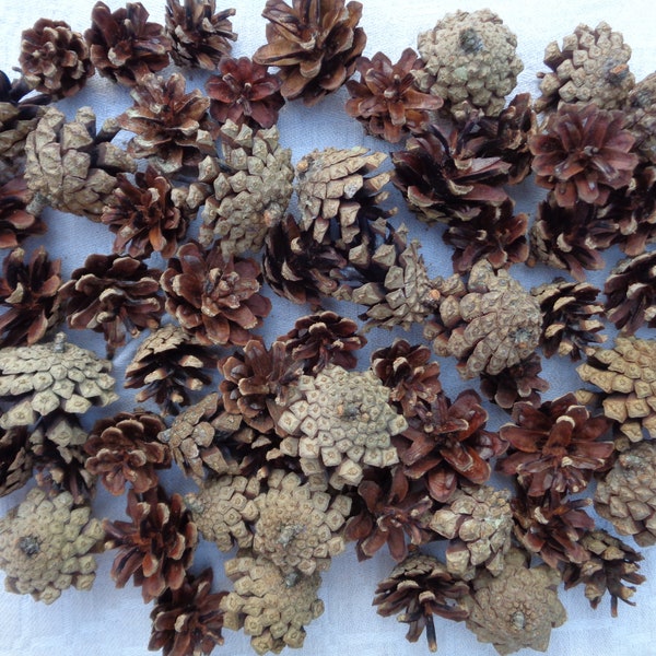 Pine Cone Decor - Etsy